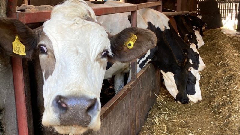Climate change: Irish government lays out Climate Action Plan - BBC News