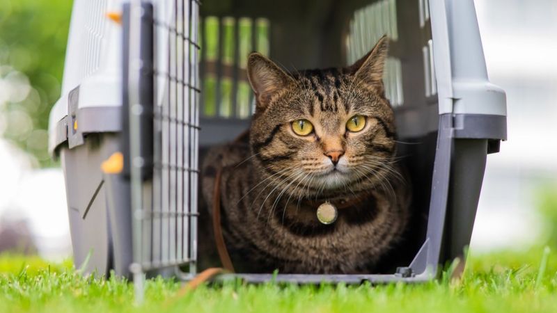 Ashford cattery plans approved despite fears of loud meows - BBC News
