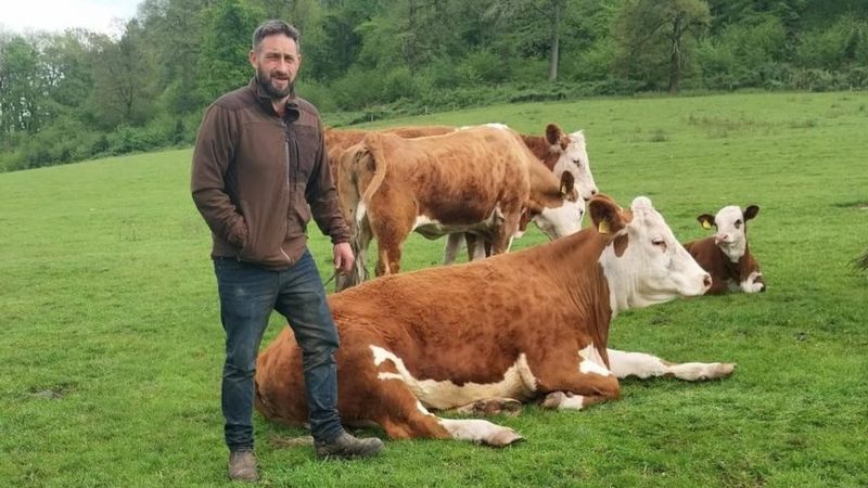 Farmers and vets facing mass cull trauma need more help - BBC News