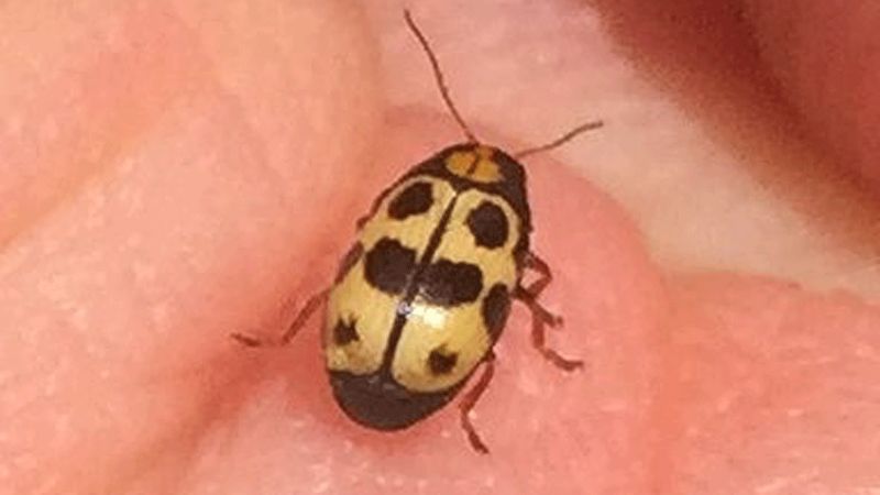 Rare beetles rediscovered in Scotland - BBC News