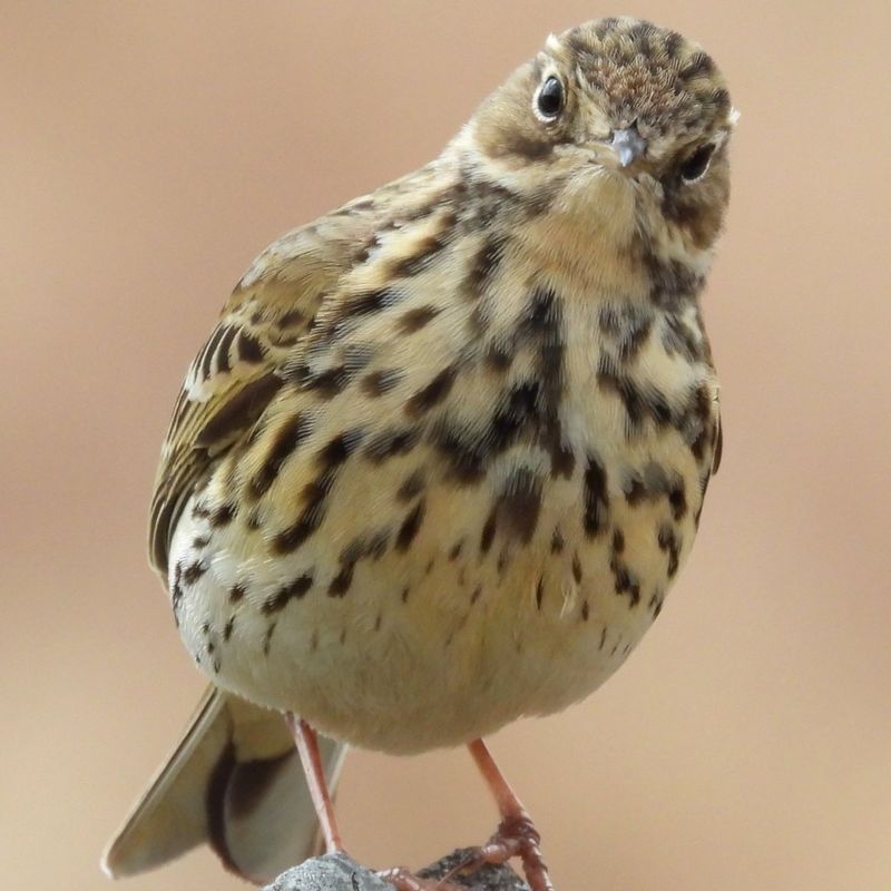 Your pictures of Scotland 15 - 22 May - BBC News