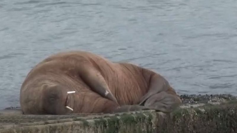 Wally the walrus: Crowds 'may have driven' creature from Tenby - BBC News