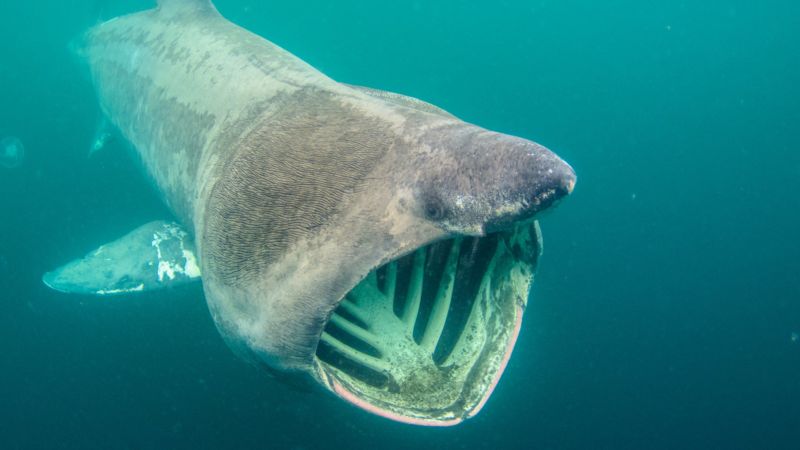 Tags give insight into basking shark behaviour - BBC News