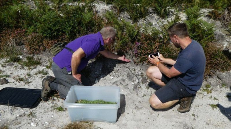 Winfrith Heath: Lizards freed in bid to return species after fire - BBC ...