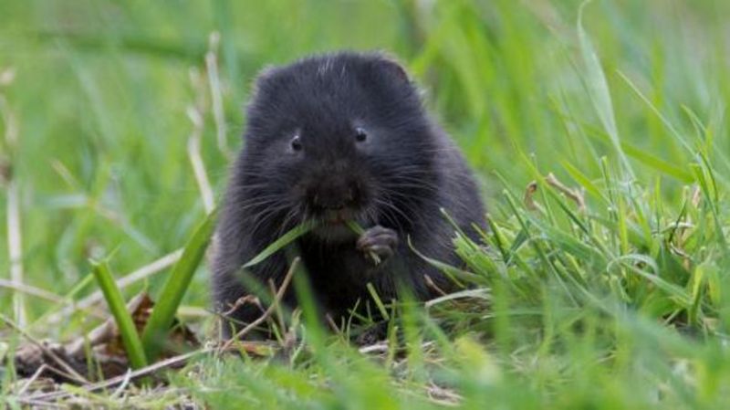 The water voles that dig under Glasgow like moles - BBC News