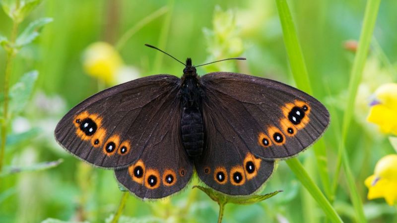 The butterflies we may never see again in Britain - BBC News