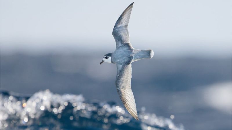 Chemical clue to why seabirds eat plastic - BBC News