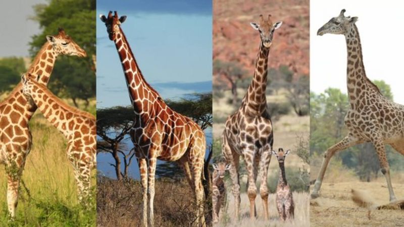 Giraffe genetic secret: Four species of tallest mammal identified - BBC ...