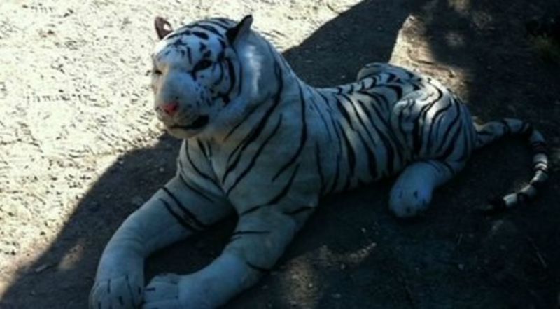 Does the Yeti exist? And other great animal mysteries - BBC Newsround