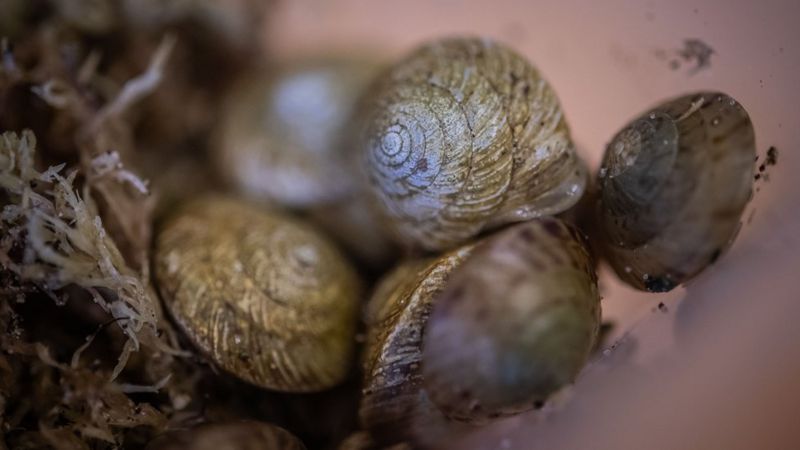 Bermuda land snail: An animal 'back from the dead' - BBC News