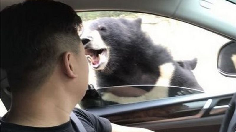 Shanghai zoo fatal bear attack: Visitors see worker being killed - BBC News
