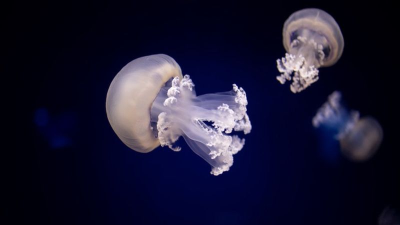 World Jellyfish Day 2023: What do you know about jellyfish? - BBC Newsround