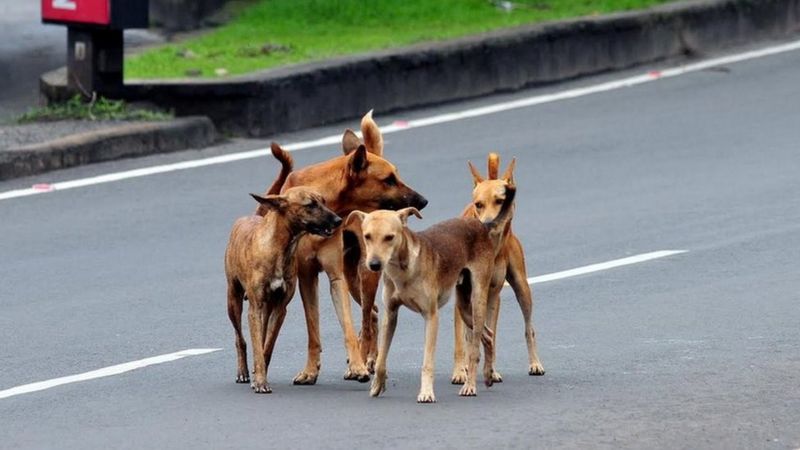 Kerala stray dogs: The Indian state getting a bad rap over the animals ...