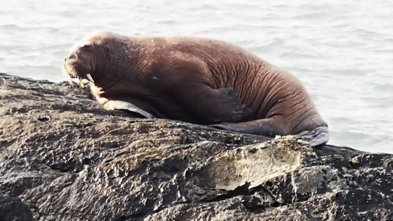 Wally the wandering walrus is spotted in Iceland - BBC News