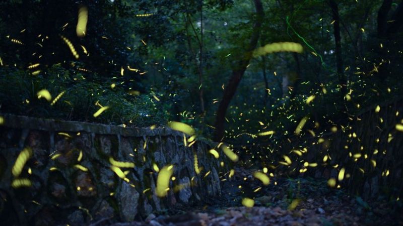 Fireflies face extinction risk - and tourists are partly to blame - BBC ...