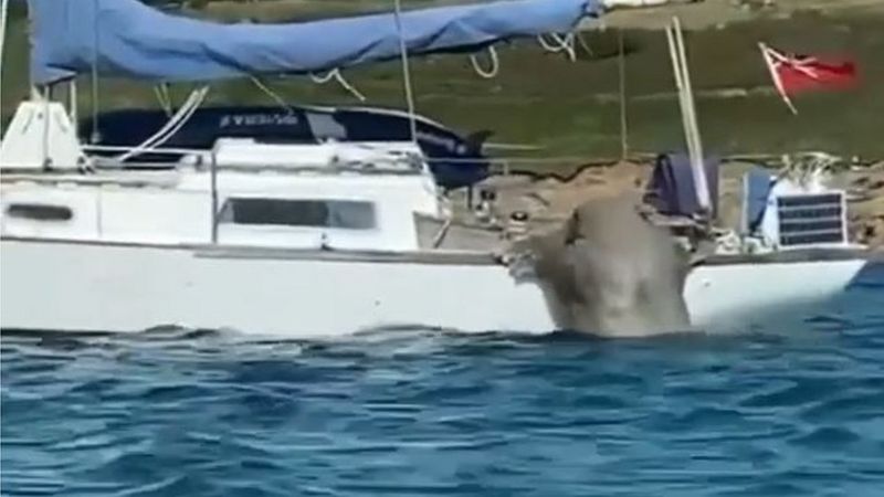 Isles of Scilly: Wally the walrus spotted off beach - BBC News