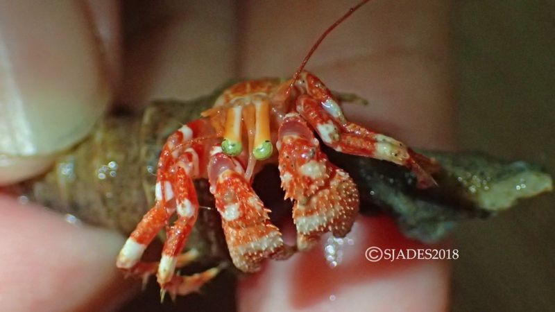 Scientists find new deep sea species in seas off Java - BBC News