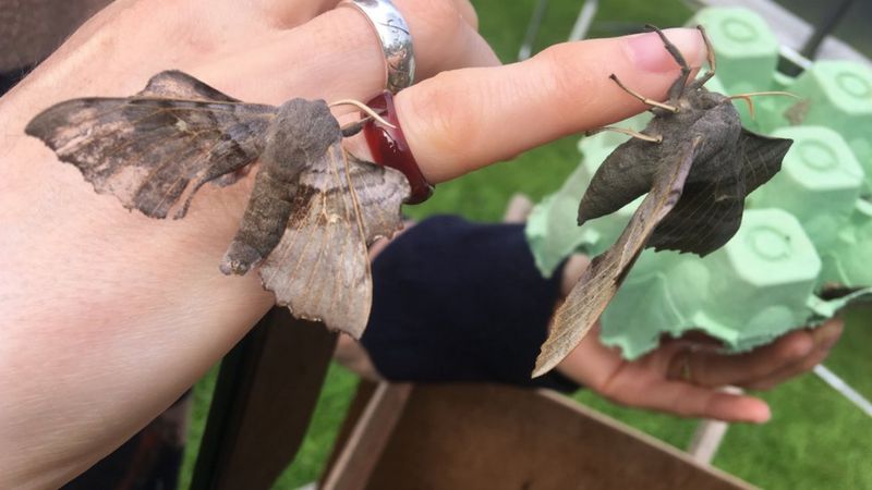 Galloway study finds hundreds of species of moths - BBC News