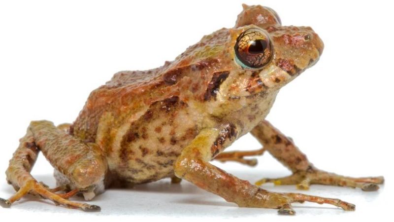 Scientists discover six new species of rain frog in Ecuador - BBC News