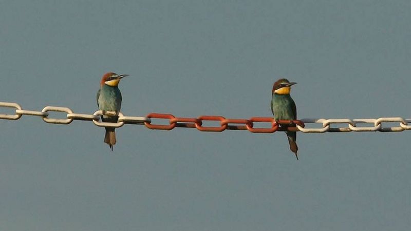 Rare bee-eater birds seen at Nottinghamshire sand quarry - BBC News