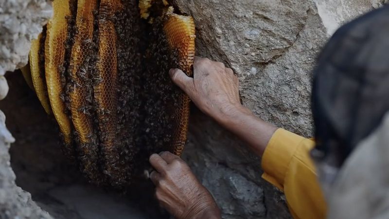 Honeyland: Life lessons from Europe's last wild beekeeper - BBC News