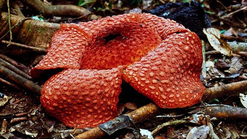 Bungai Rafflesia: 42 spesies terancam punah, ilmuwan desak tindakan ...