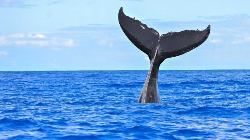 What is whaling and why's it controversial? - BBC Newsround