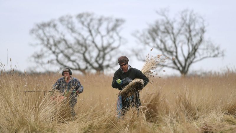 Norfolk Broads reed cutters keep ancient craft alive - BBC News