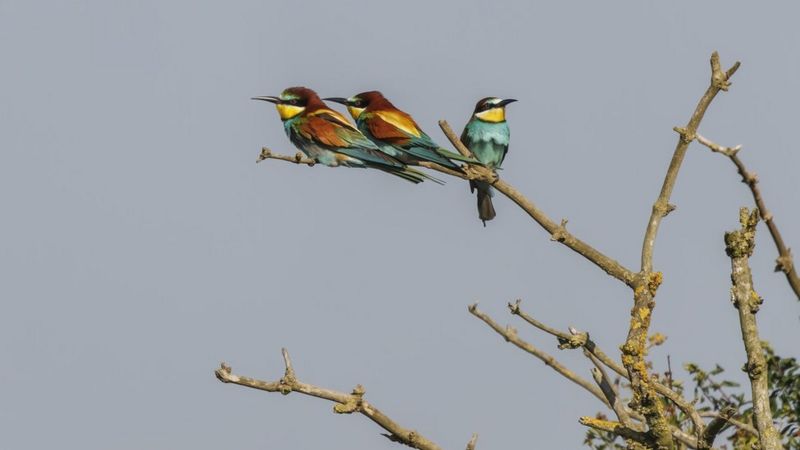 Bee-eaters in Norfolk 'worrying sign of climate change' - BBC News