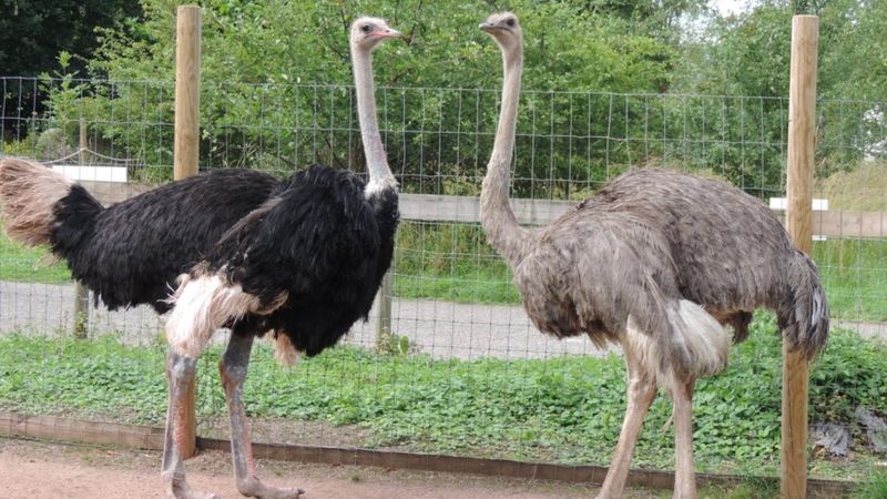 Mary the Ostrich moves in with mate for Bristol Zoo Project - BBC News