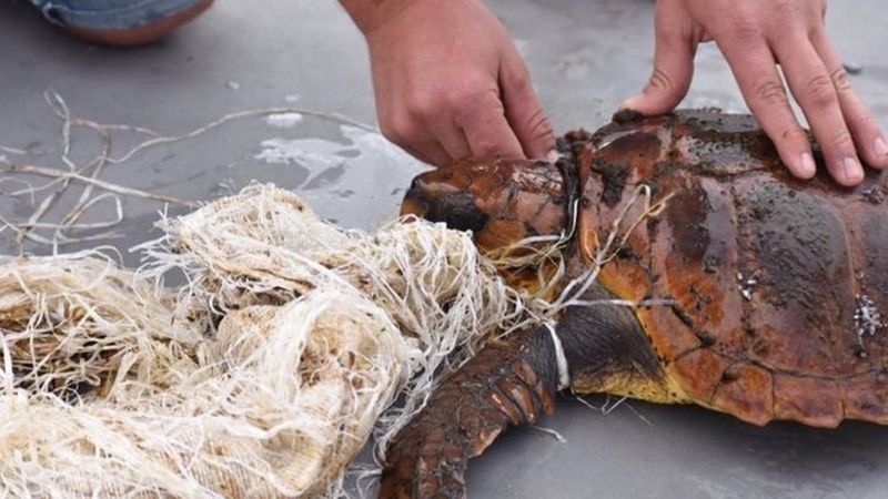 Turtles 'confused by food-like plastic', says Exeter University study ...