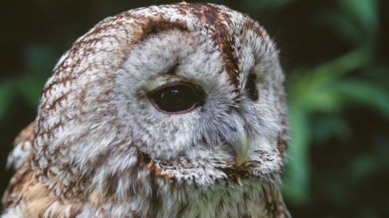 Owl phobia woman wins damages from religious doctor - BBC News