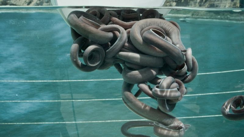 What is a hagfish, and why is its slime so amazing? - BBC Newsround