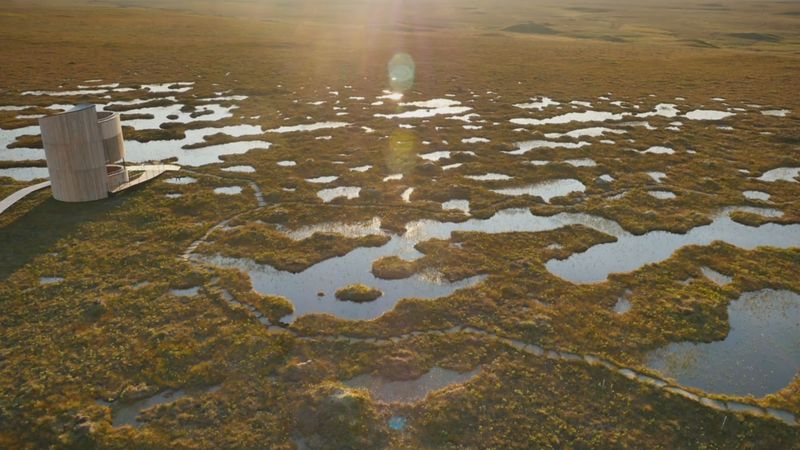 The bog swarming with scientists and artists - BBC News