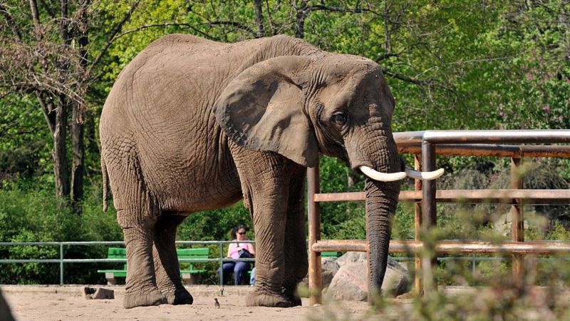 Research shows elephants could recognise their family by the smell of ...