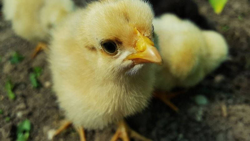 Por que as galinhas são muito mais inteligentes do que você imagina ...