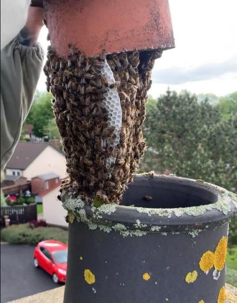 Honey bees nested in our chimney for over a year - BBC News
