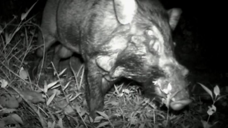 Cientistas registram pela 1ª vez imagens de 'porco mais feio do mundo ...