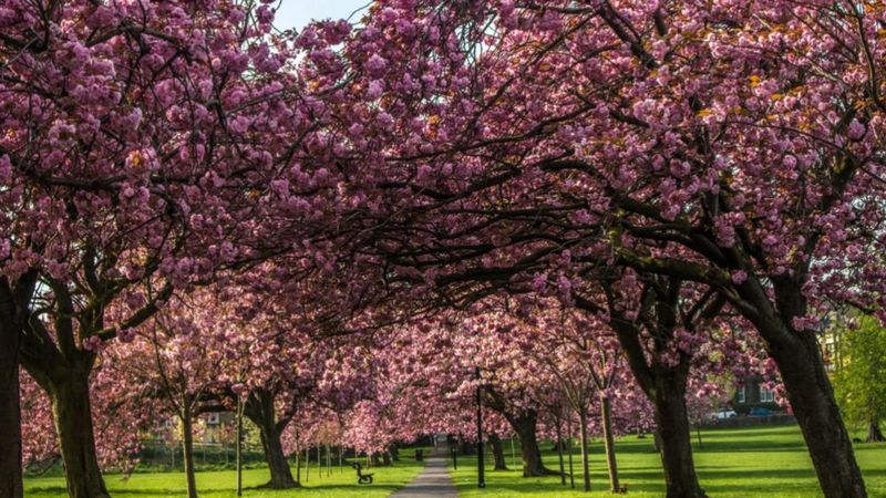 Beautiful displays as spring blooms across the UK - BBC Weather