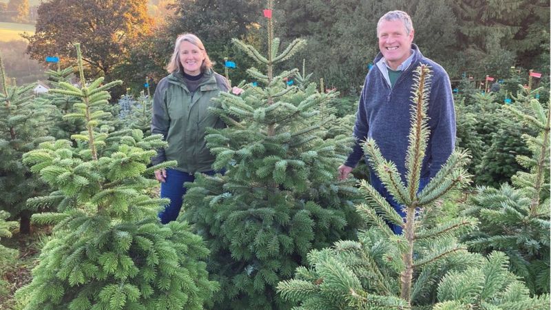 Christmas tree farm looks for 'a stunner' for No 10 - BBC News