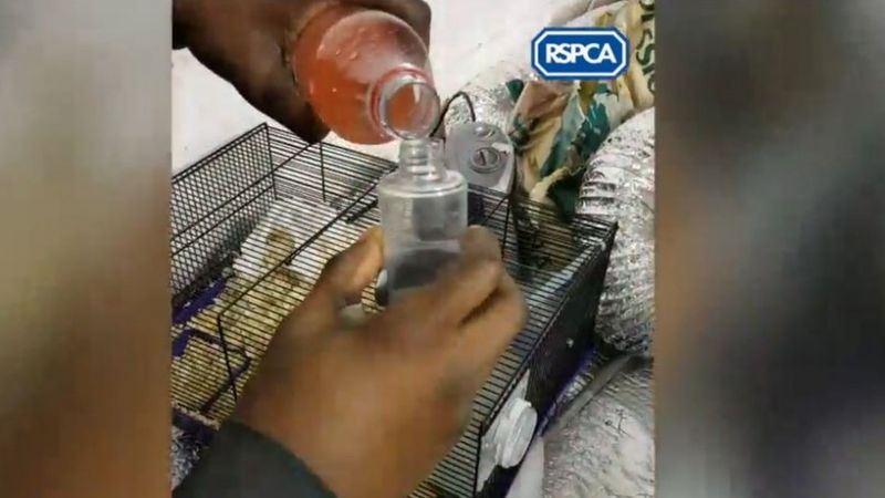 Hamster fed LSD-spiked Tizer and cannabis in Heysham - BBC News
