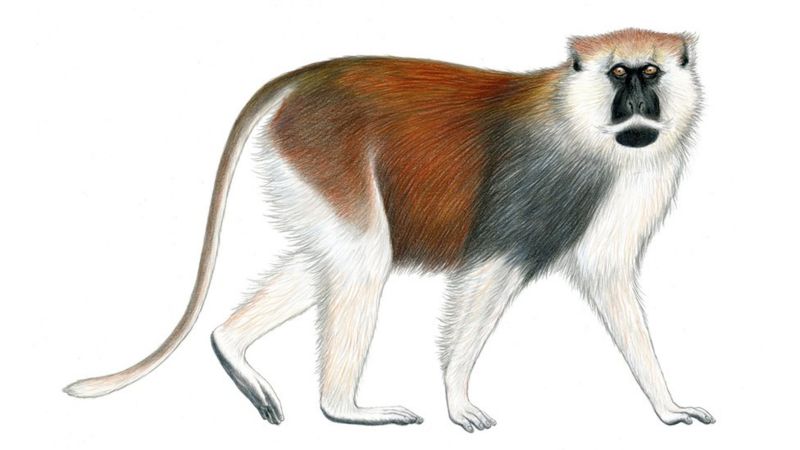Moustached monkey is separate species - BBC News