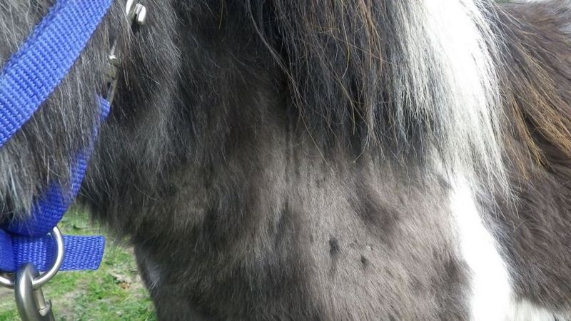 Leeds: Neglected horses ready to be rehomed after three year recovery ...