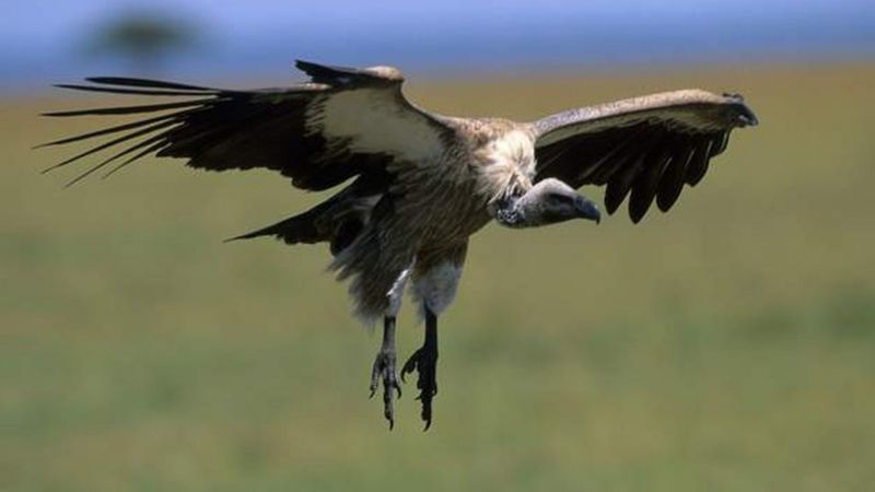 Inkongo 500 muri Botswana zishwe no kurya inzovu baroze - BBC News Gahuza