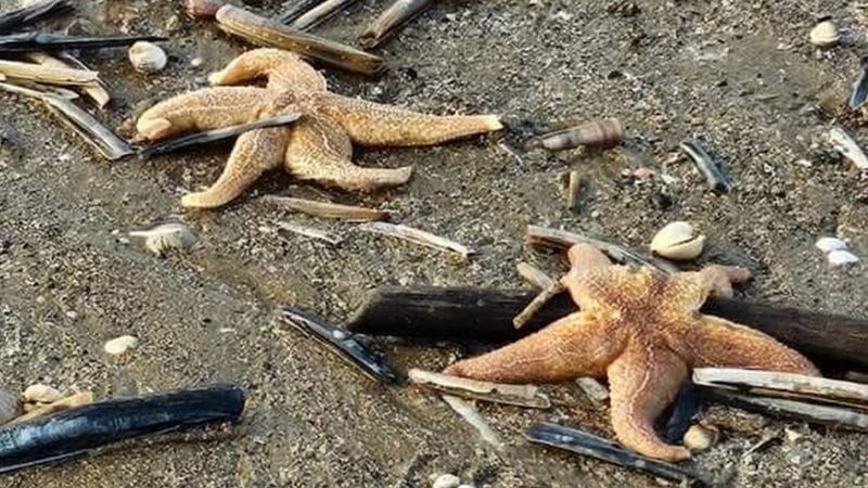 Hundreds of starfish stranded on beaches in Prestatyn and Rhyl - BBC News