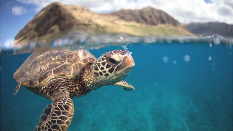 What is biodiversity and how are we protecting it? - BBC News