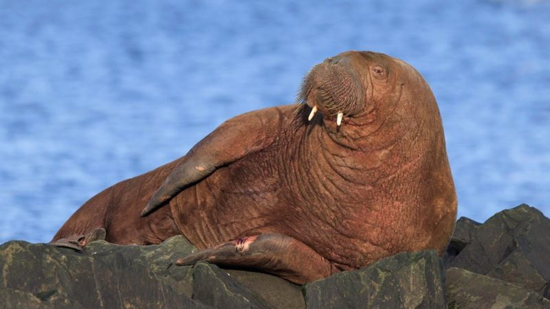 Seahouses walrus lured to Northumberland by food, say experts - BBC News