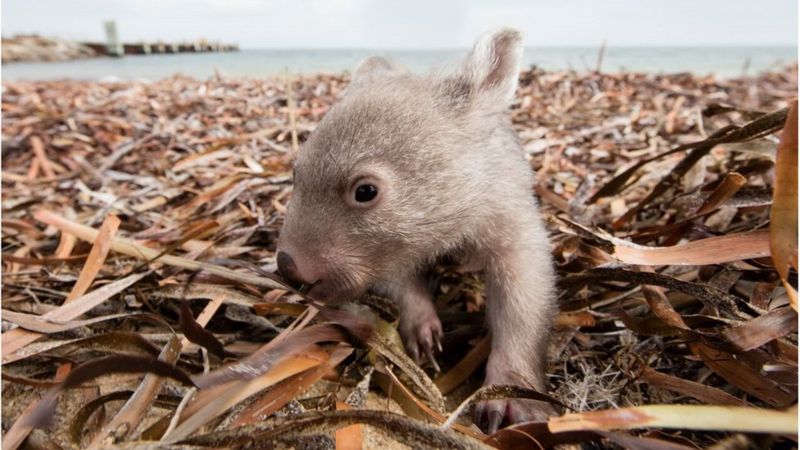 Wombat-cuddler contest promotes Tasmania - BBC News