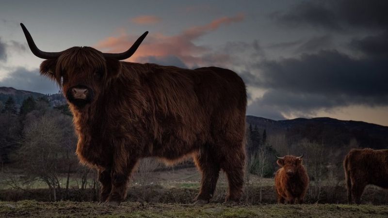 Your pictures of Scotland 1 - 8 January - BBC News