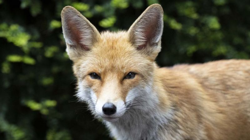Paul Gambaccini: Radio 2 presenter takes on noisy London foxes - BBC News